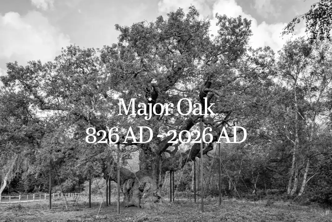 Major Oak Dead: The Legendary Robin Hood Tree's Demise